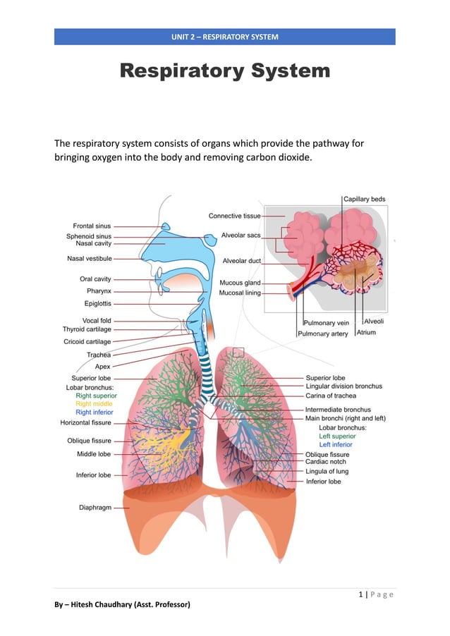 Respiratory System - Unit-2 of Anatomy & Physiology for Nursing ...