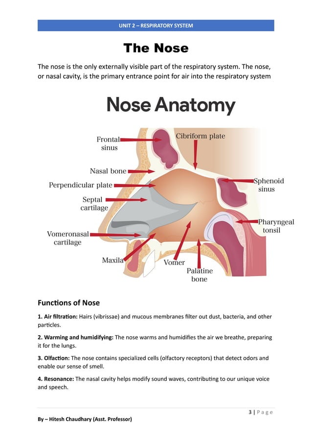 Respiratory System - Unit-2 of Anatomy & Physiology for Nursing ...