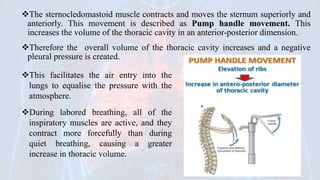 Respiratory system 006 and final .pptx | Lung and Respiratory Health ...