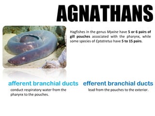 Respiratory system (1) | PPT