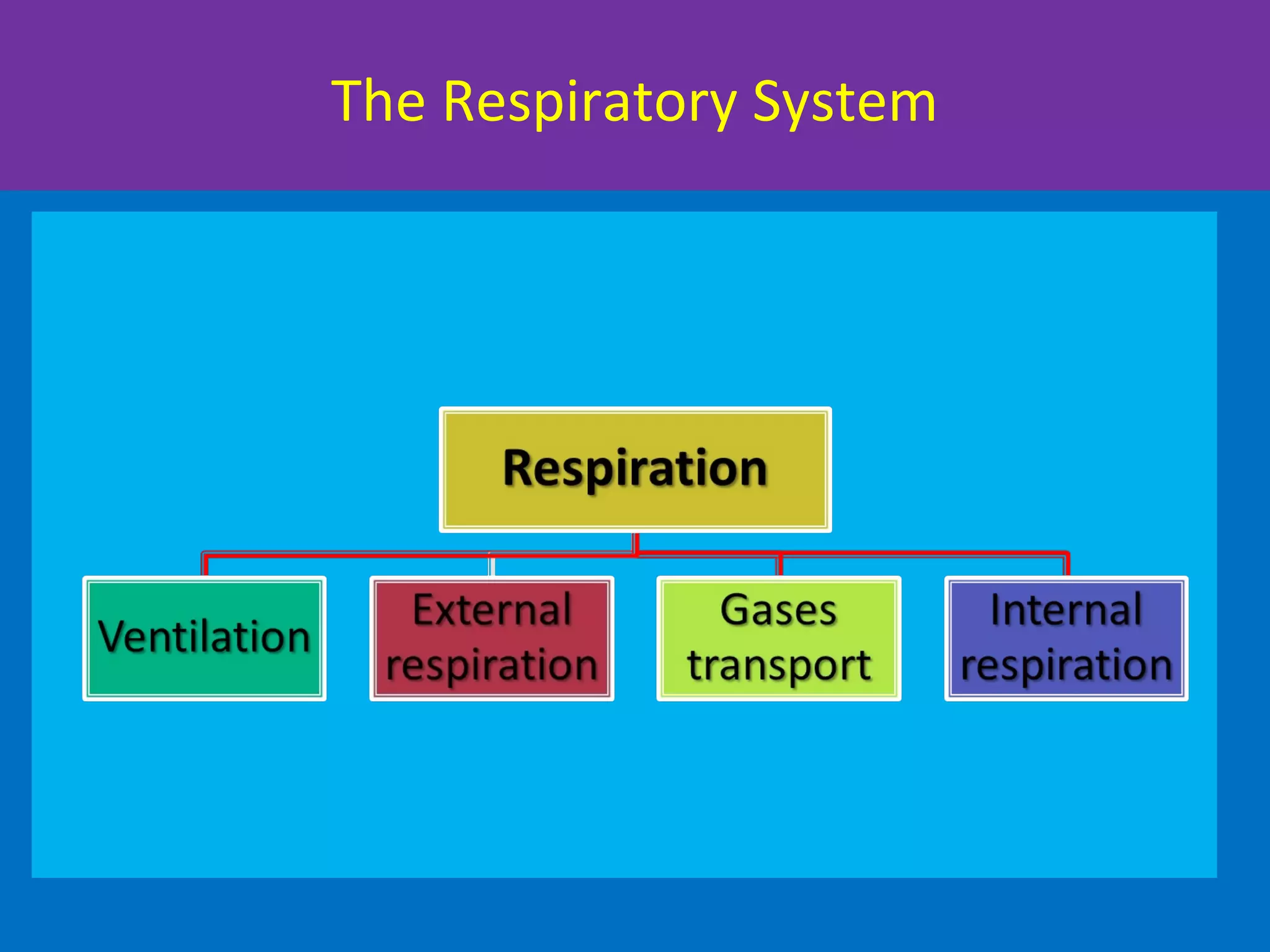 Upper respiratory system- anatomy | PPT