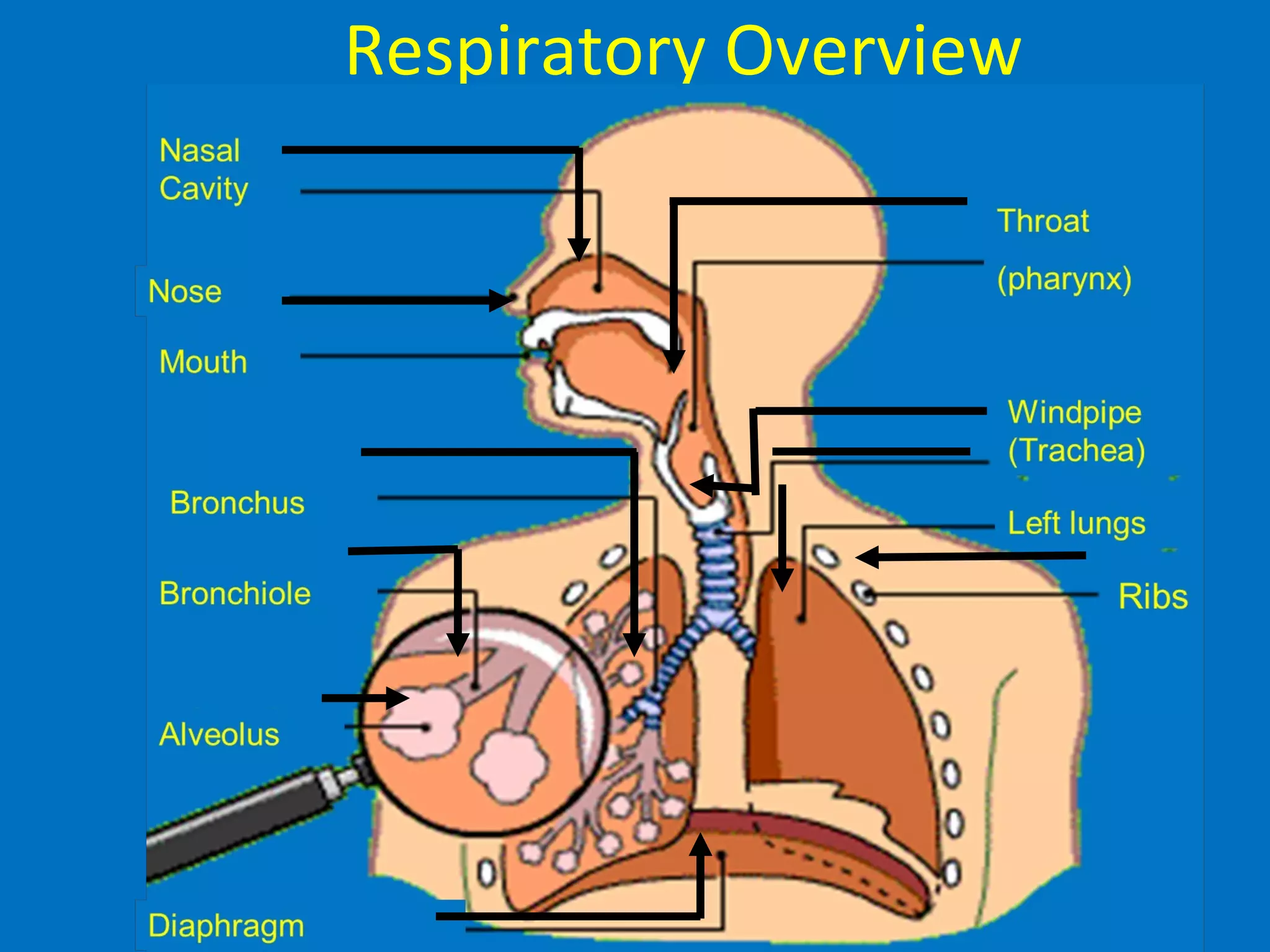 Upper respiratory system- anatomy | PPT
