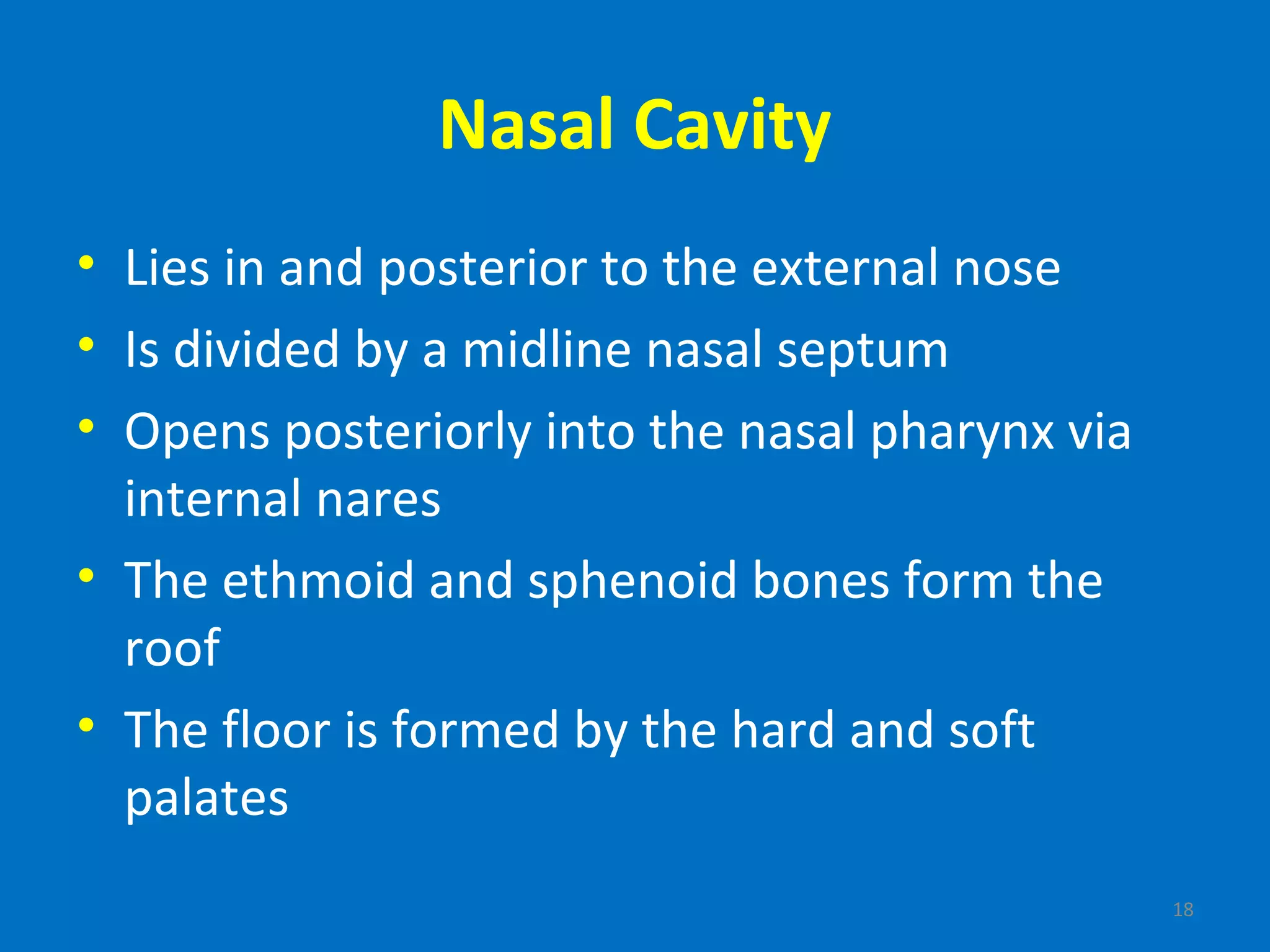 Upper respiratory system- anatomy | PPT