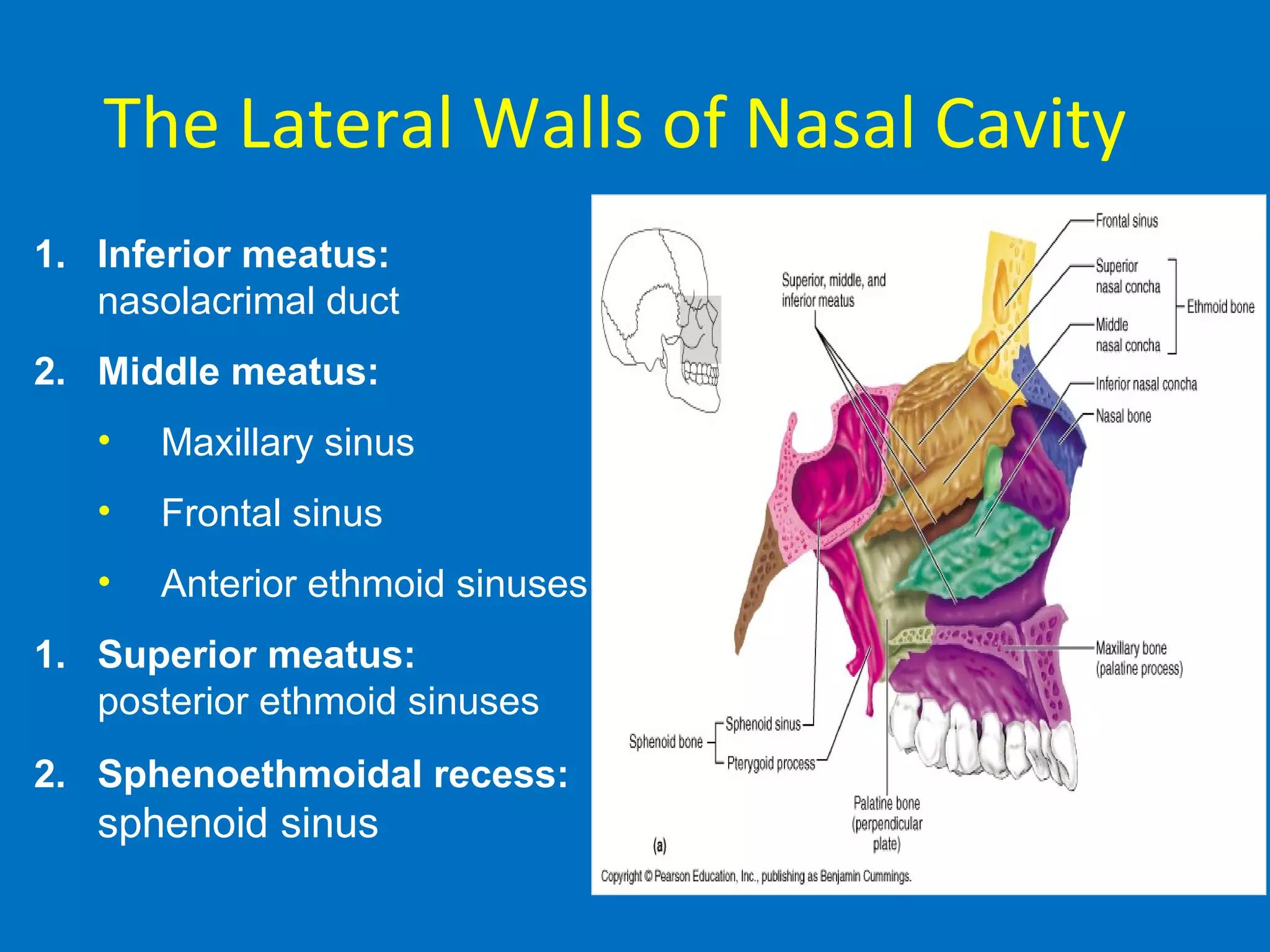 Upper respiratory system- anatomy | PPT
