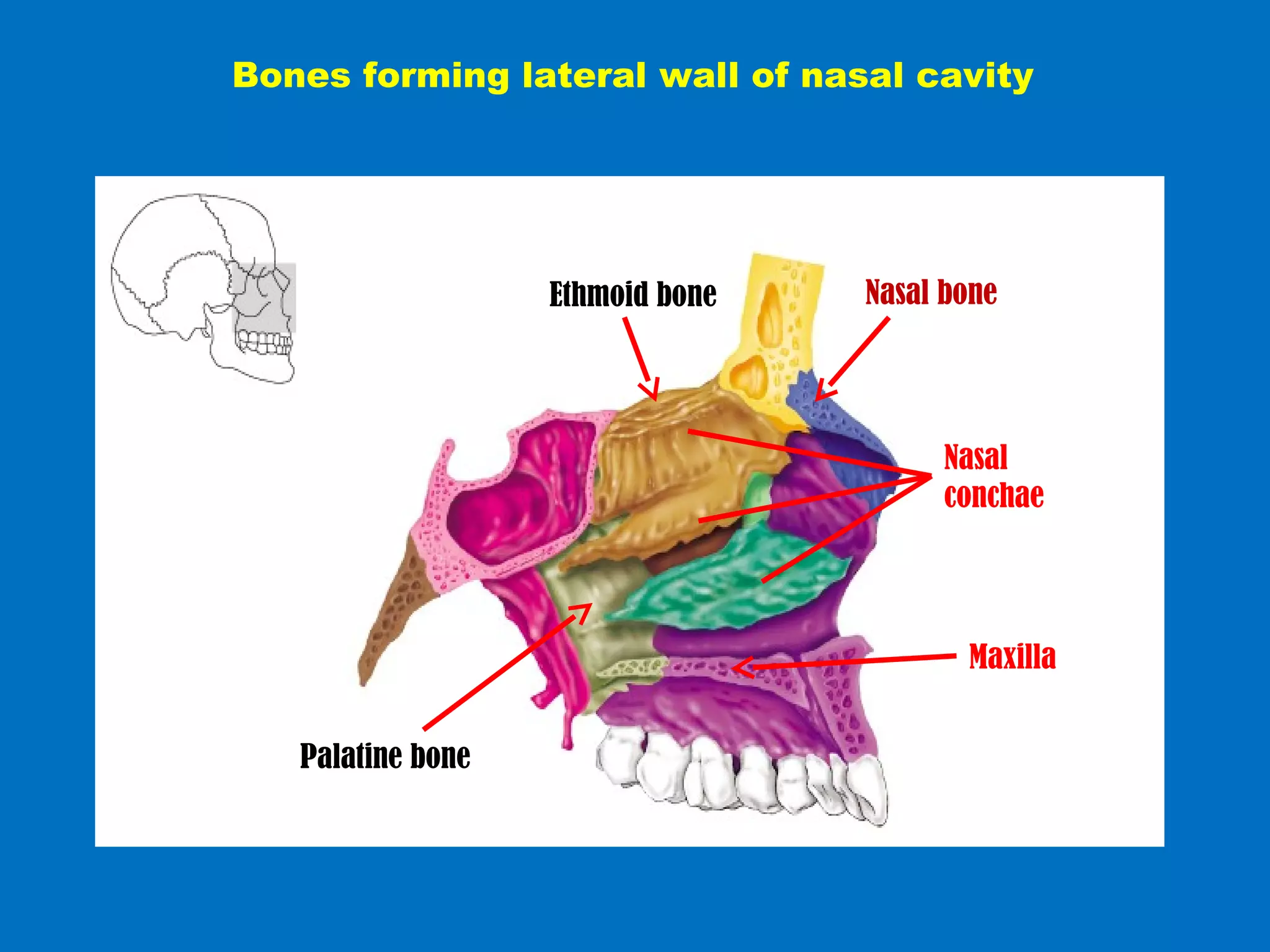 Upper respiratory system- anatomy | PPT