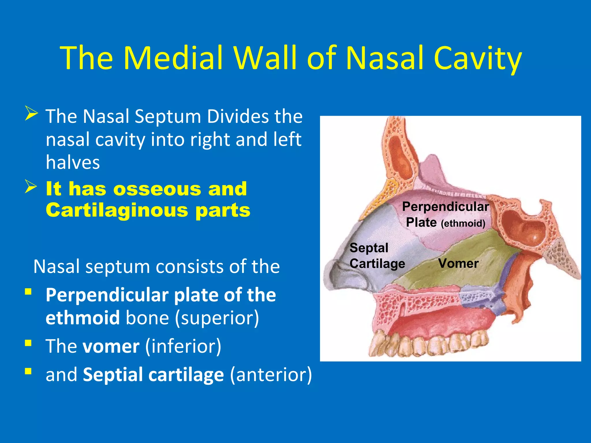 Upper respiratory system- anatomy | PPT