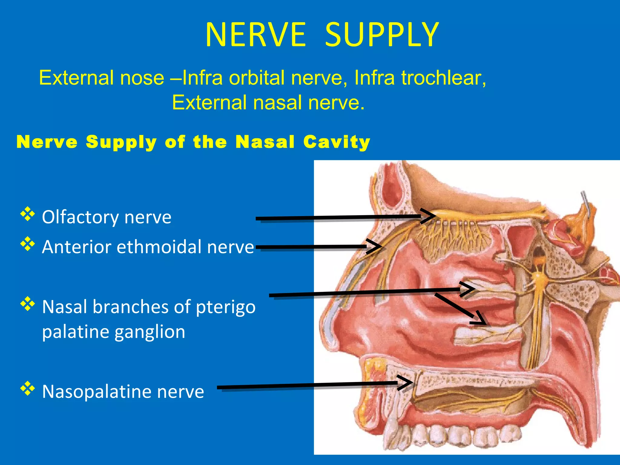 Upper respiratory system- anatomy | PPT