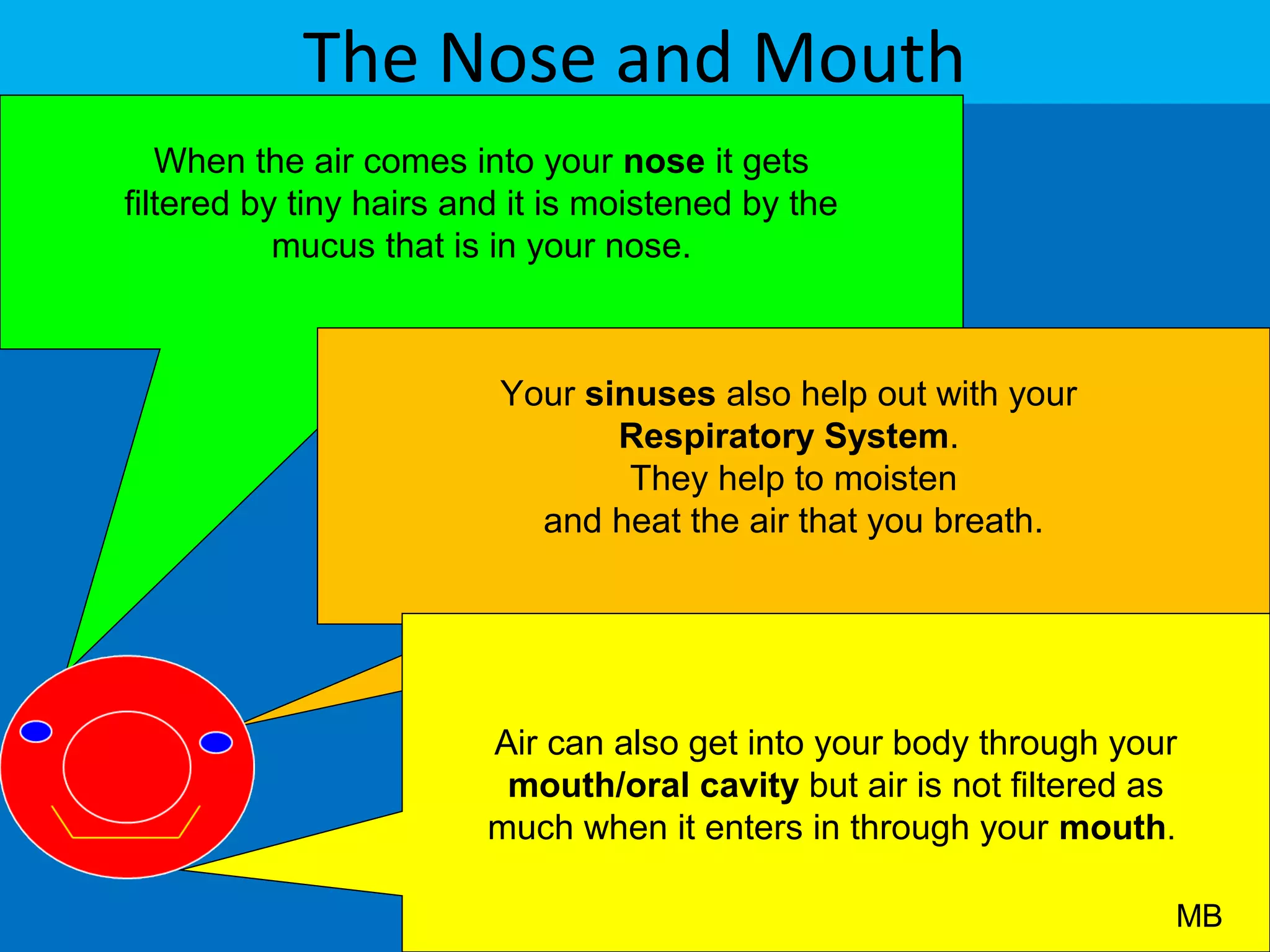 Upper respiratory system- anatomy | PPT