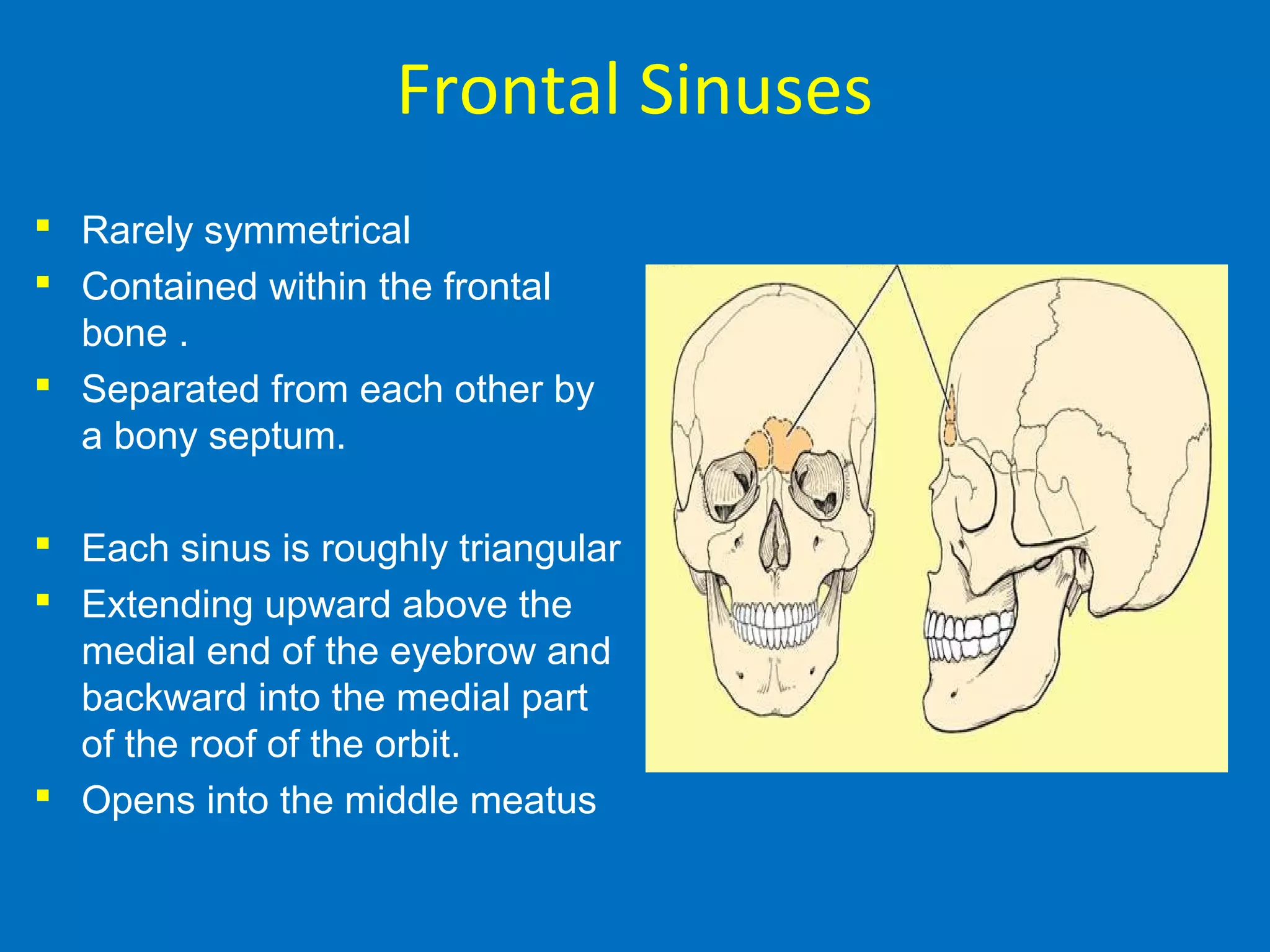 Upper respiratory system- anatomy | PPT