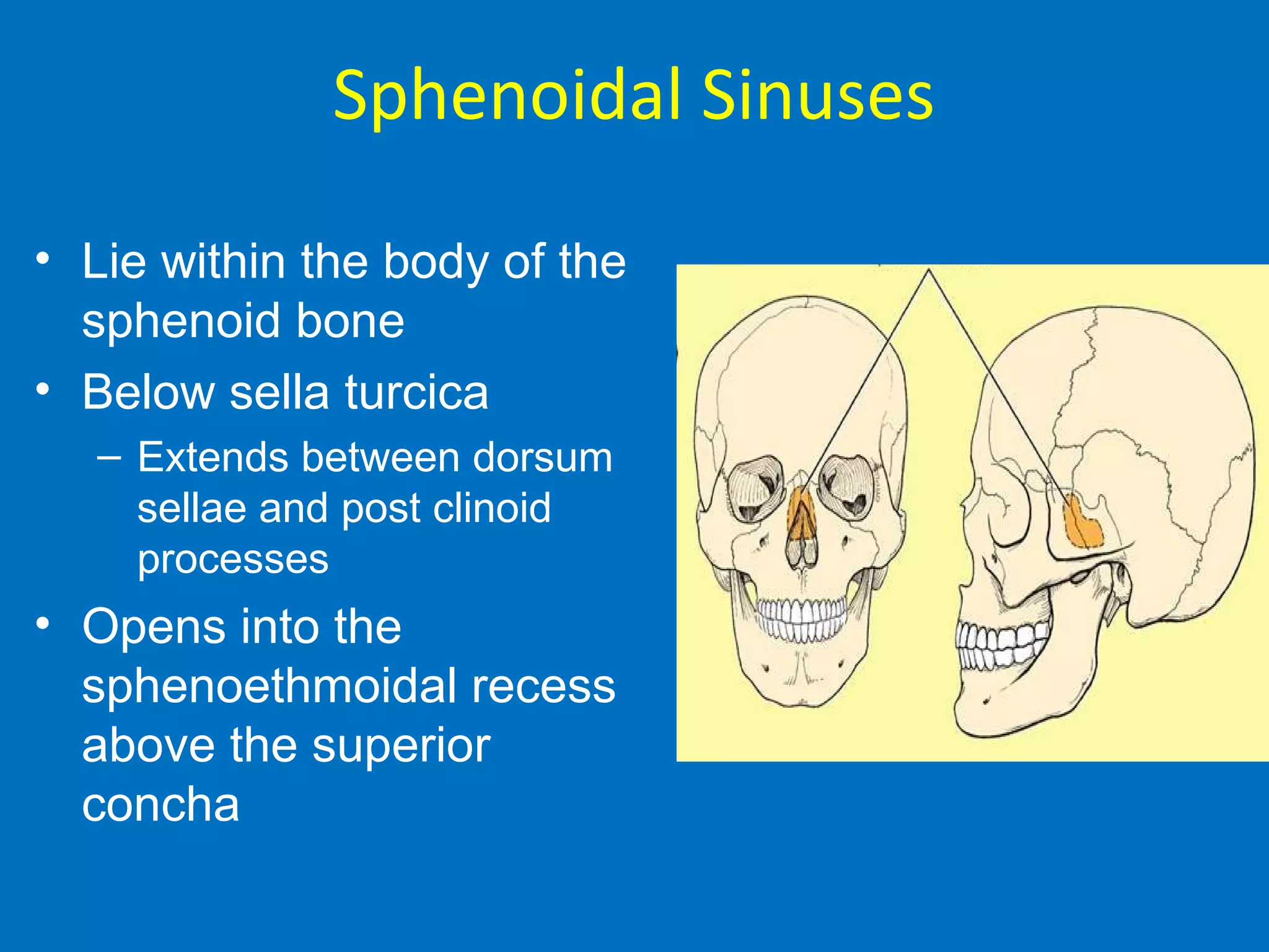 Upper respiratory system- anatomy | PPT