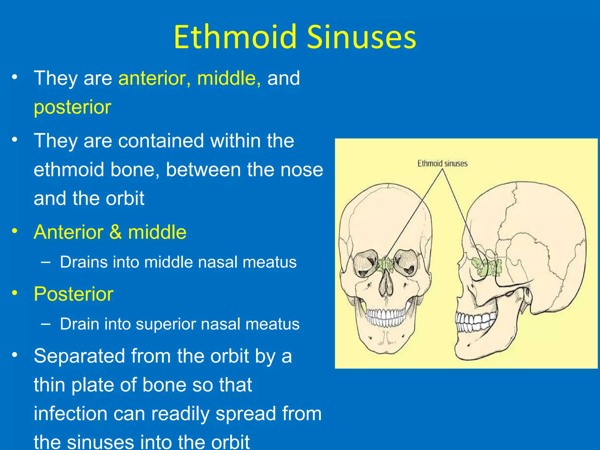 Upper respiratory system- anatomy | PPT