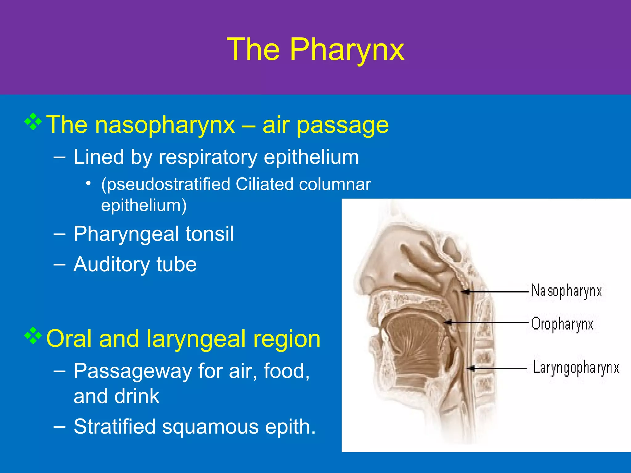 Upper respiratory system- anatomy | PPT