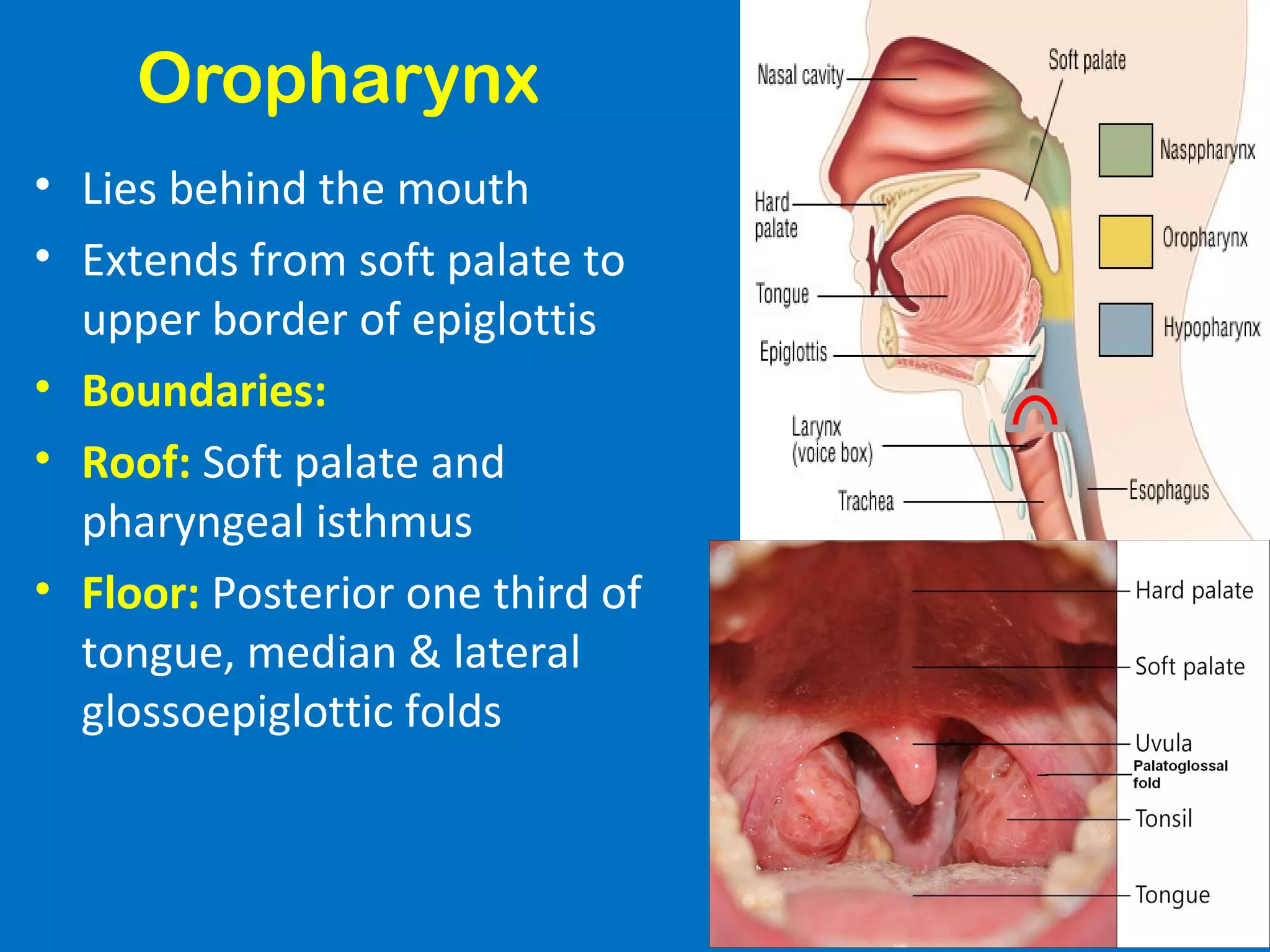 Upper respiratory system- anatomy | PPT