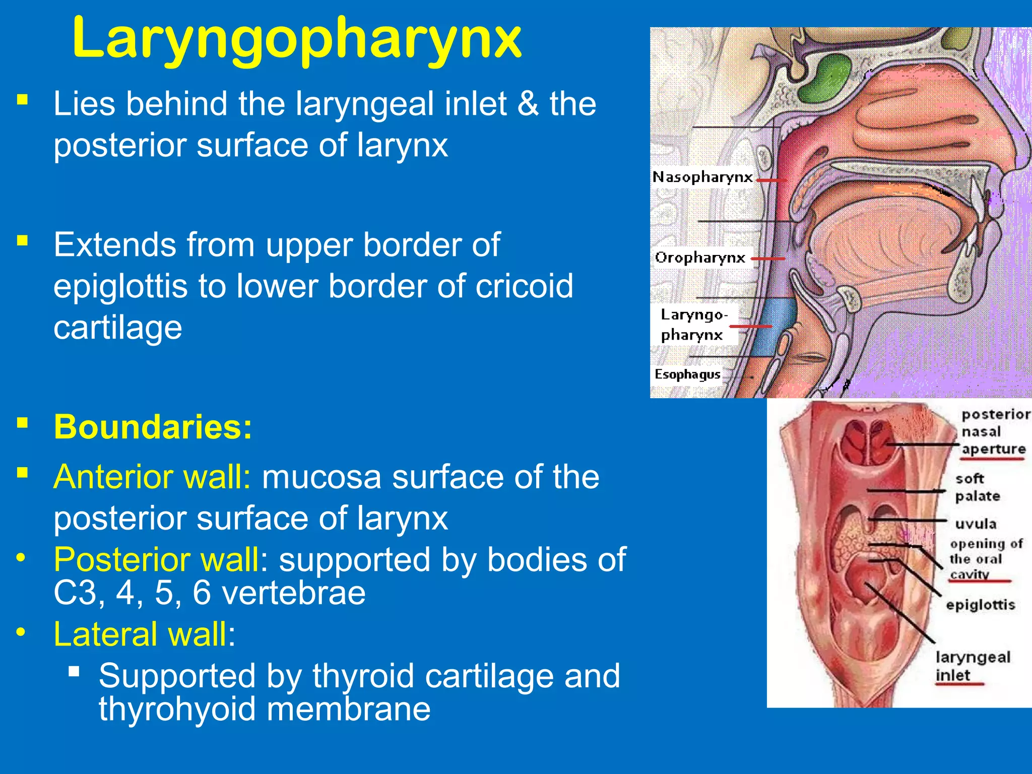 Upper respiratory system- anatomy | PPT