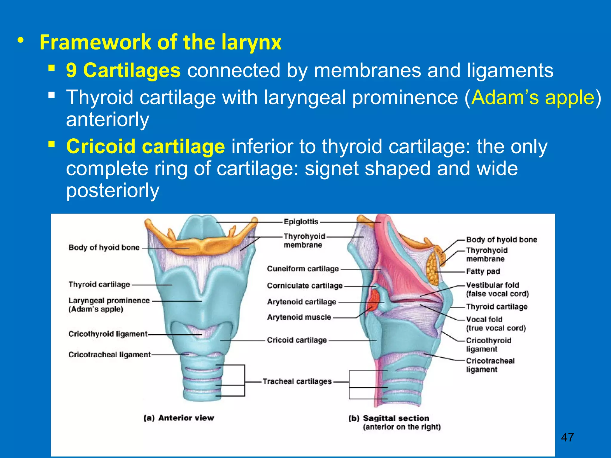 Upper respiratory system- anatomy | PPT
