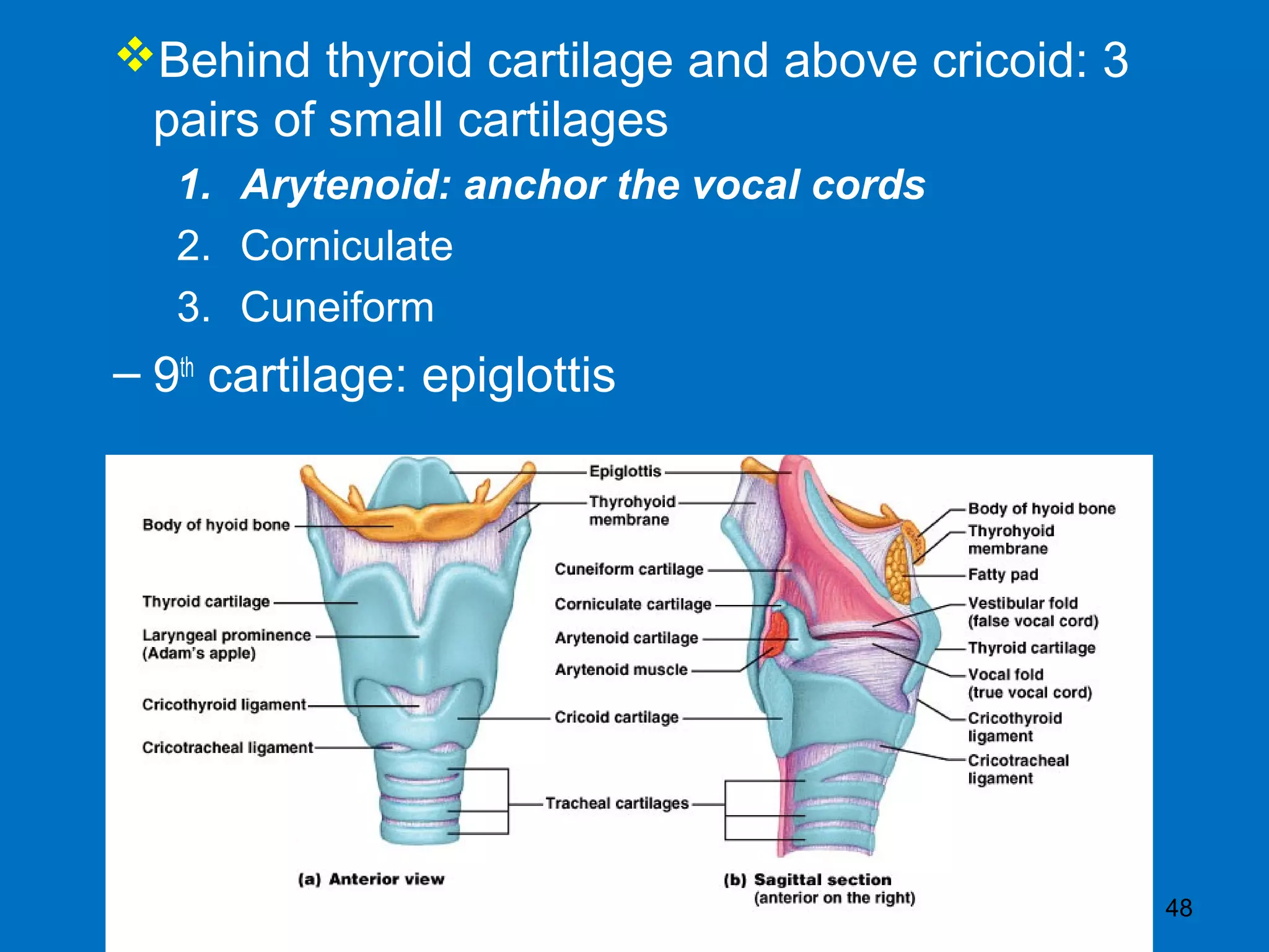 Upper respiratory system- anatomy | PPT