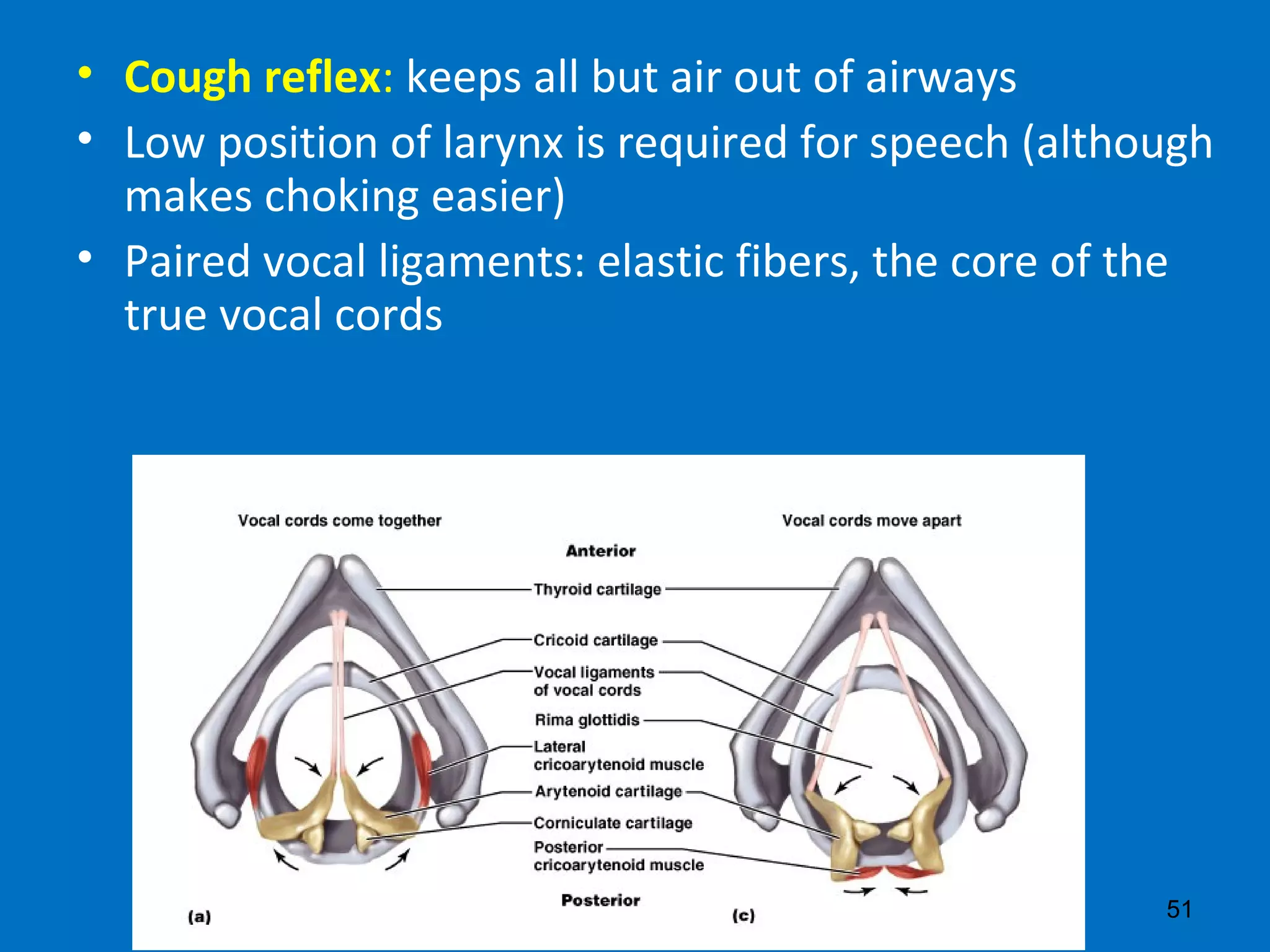 Upper respiratory system- anatomy | PPT