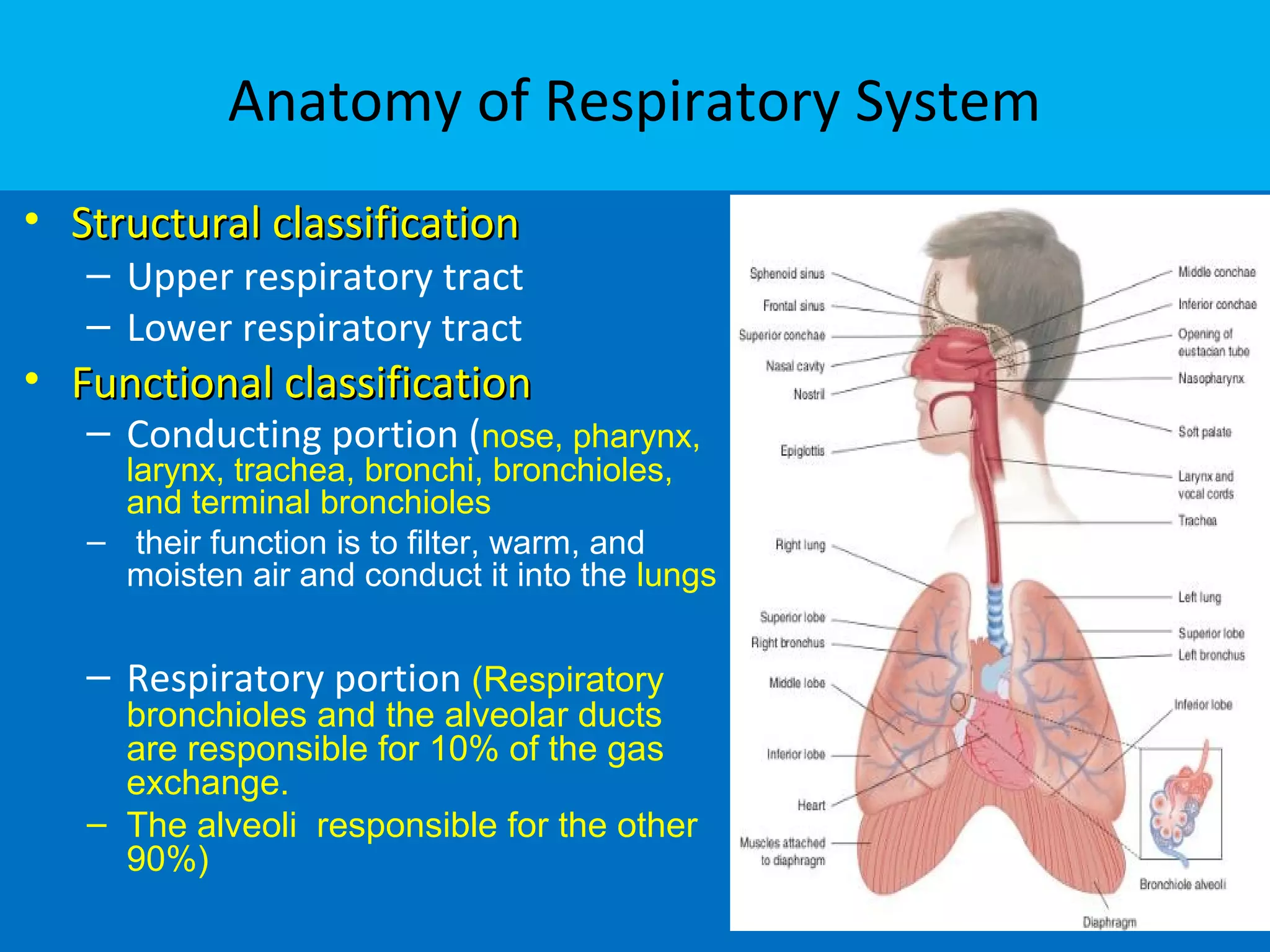 Upper respiratory system- anatomy | PPT