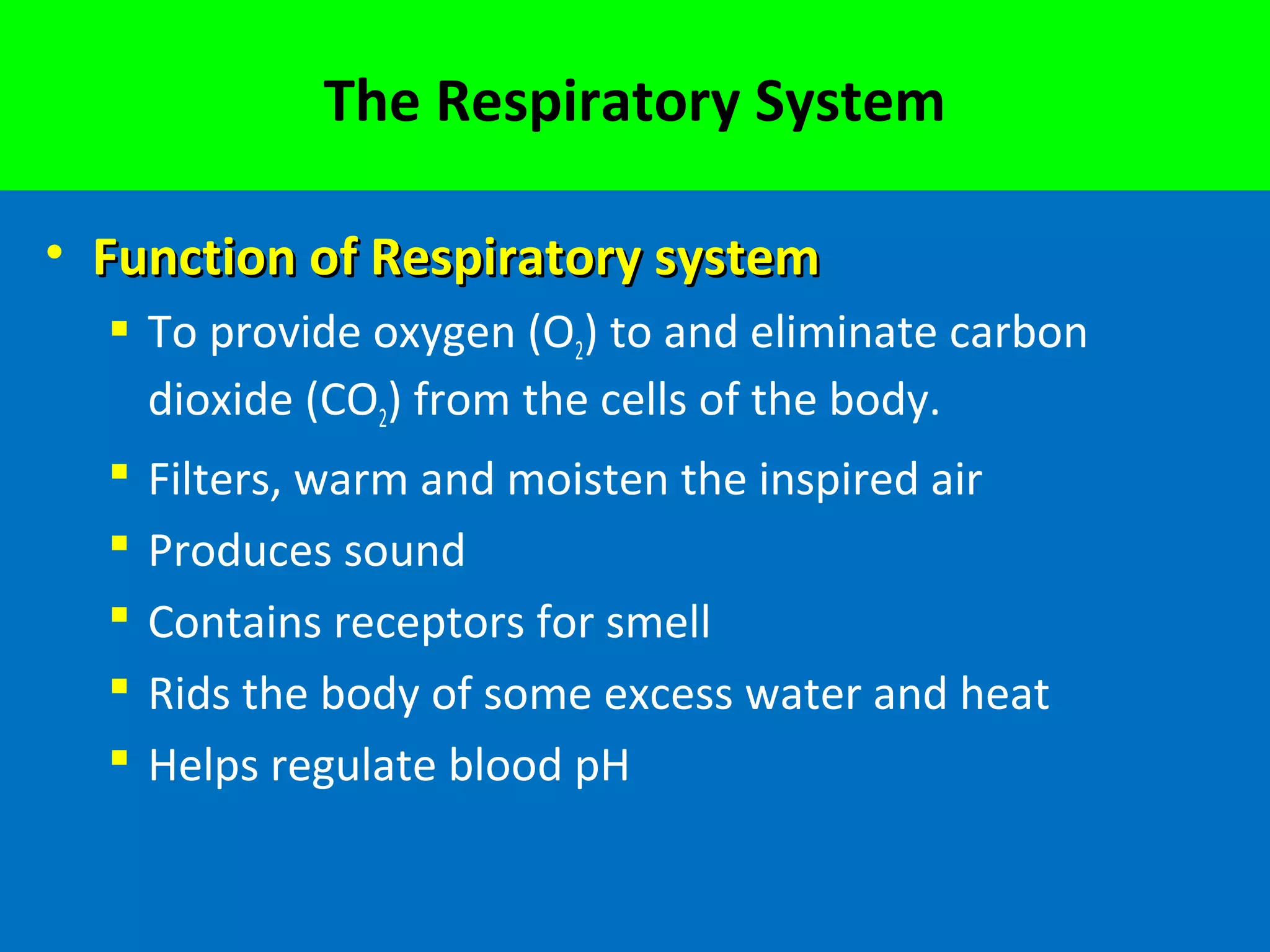 Upper respiratory system- anatomy | PPT
