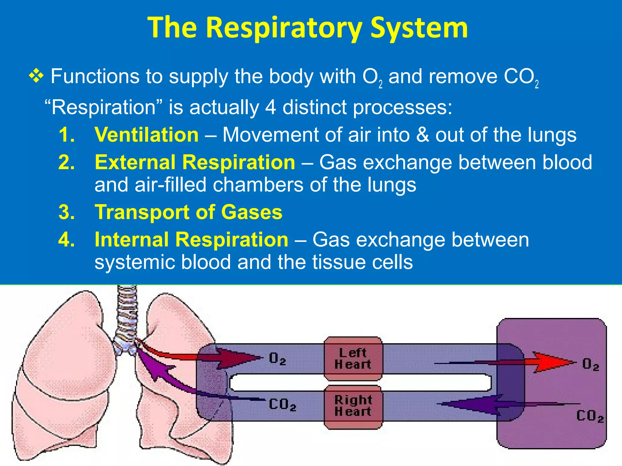 Upper respiratory system- anatomy | PPT