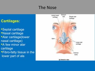 Upper respiratory system- anatomy | PPT