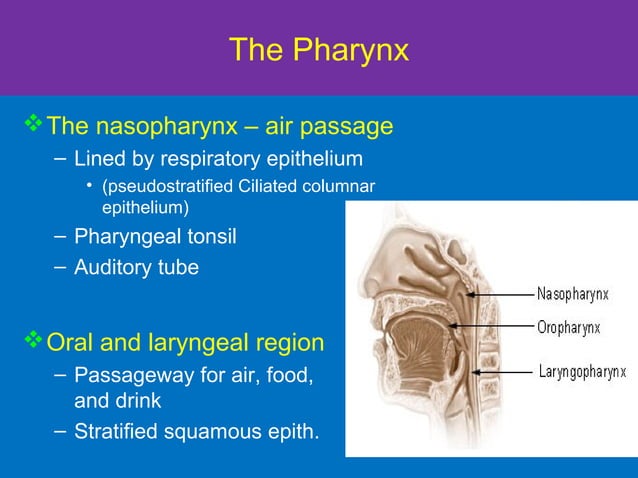Upper respiratory system- anatomy | PPT