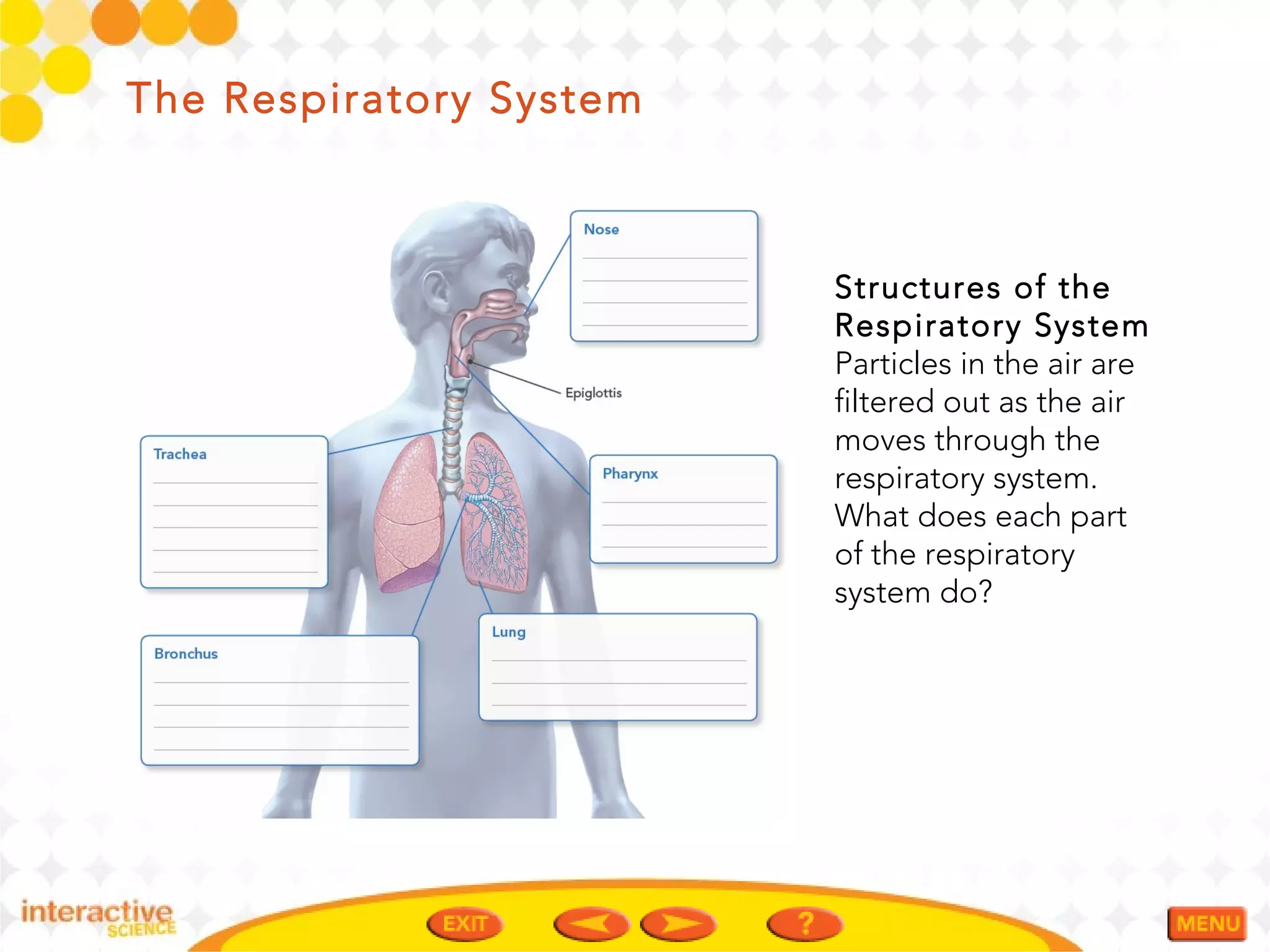 Respiratory system | PPT