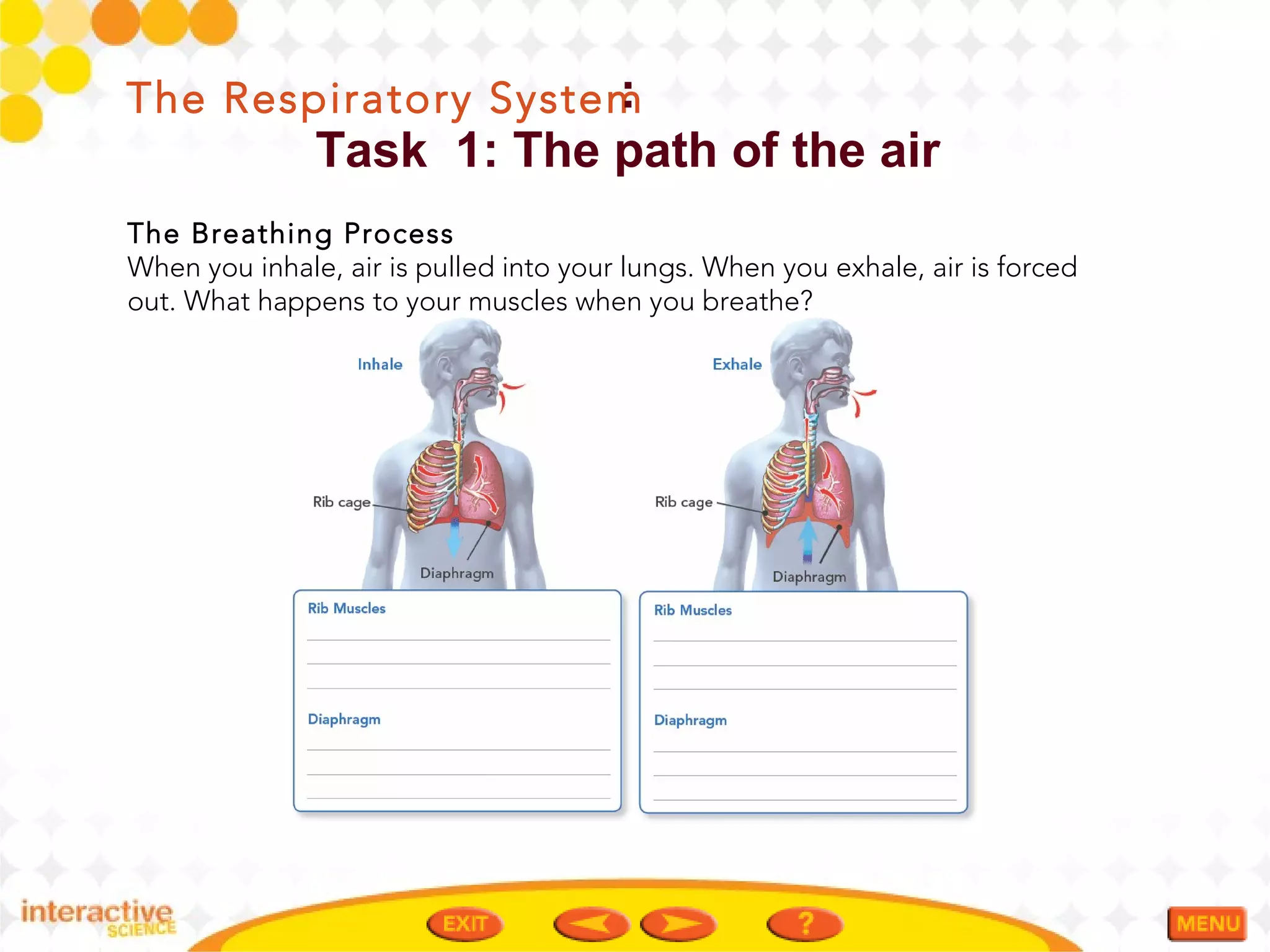 Respiratory system | PPT