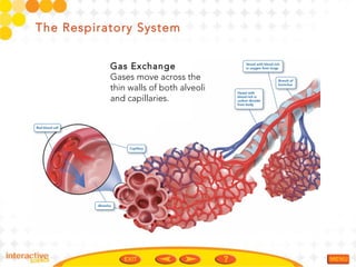 Respiratory system | PPT