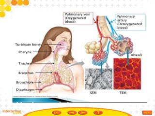 Respiratory system | PPT