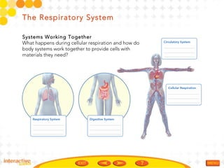 Respiratory system | PPT