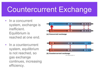 respiratory_system (1).ppt