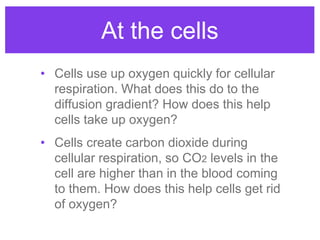 respiratory_system (1).ppt
