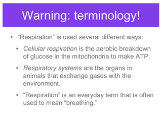 respiratory_system (1).ppt