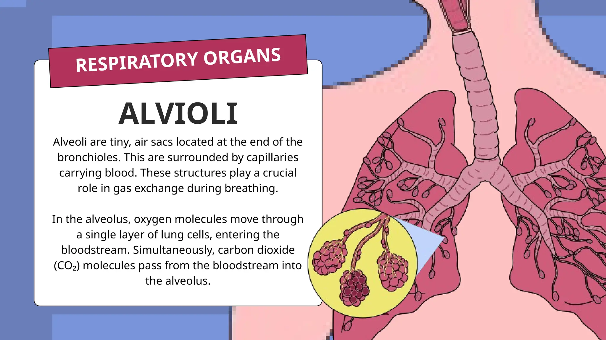 Respiratory System power point presentation | PPTX