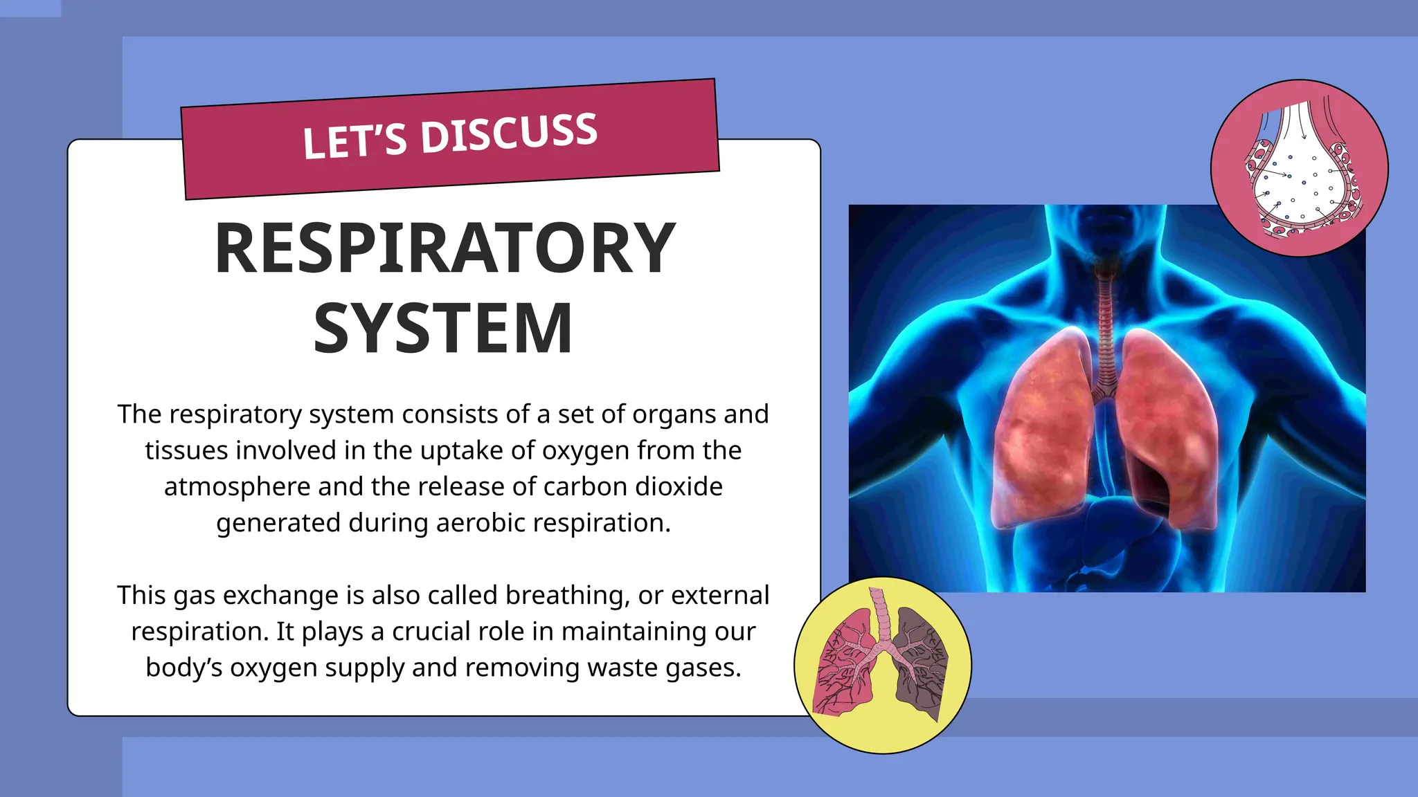 Respiratory System power point presentation | PPTX