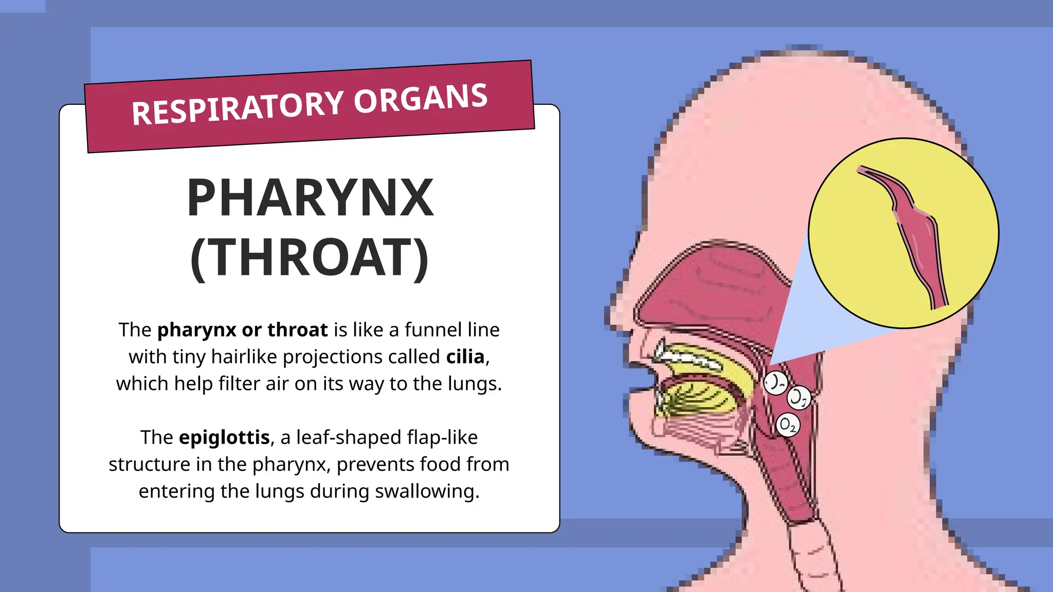 Respiratory System power point presentation | PPTX
