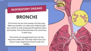 Respiratory System power point presentation | PPTX