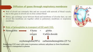 respiratory system (1) (1).pptx