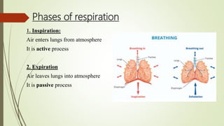 respiratory system (1) (1).pptx
