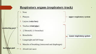 respiratory system (1) (1).pptx