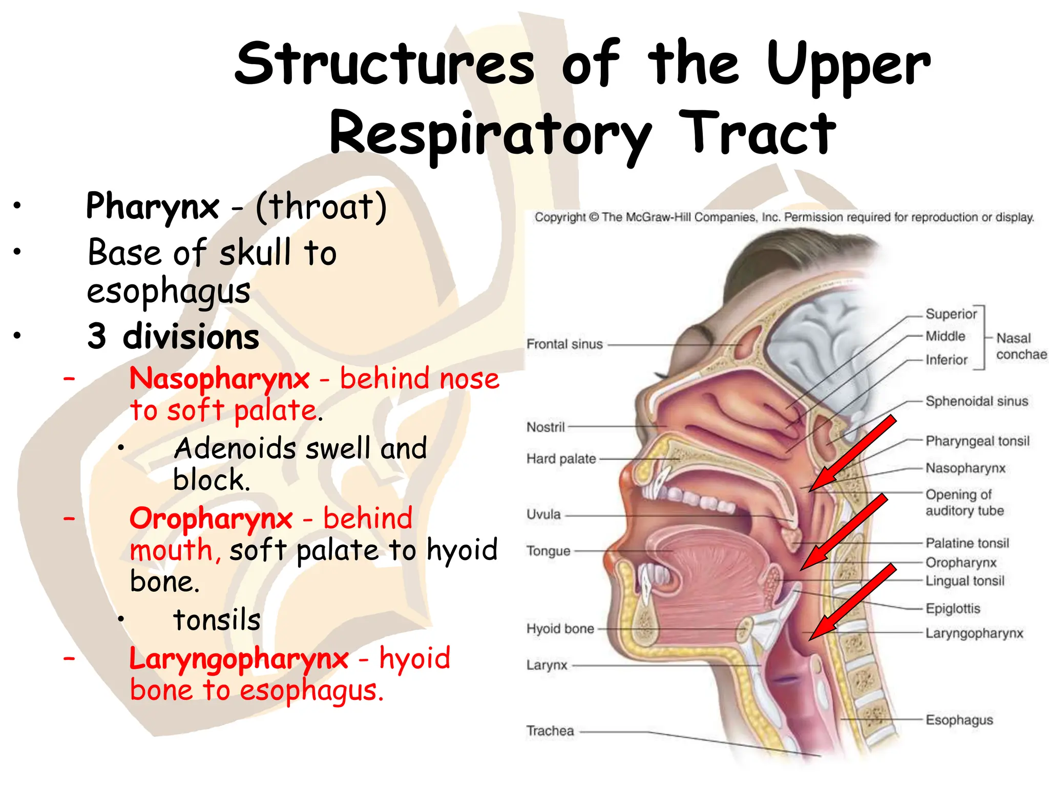 Presentation of Human respiratory system (01) | PPTX