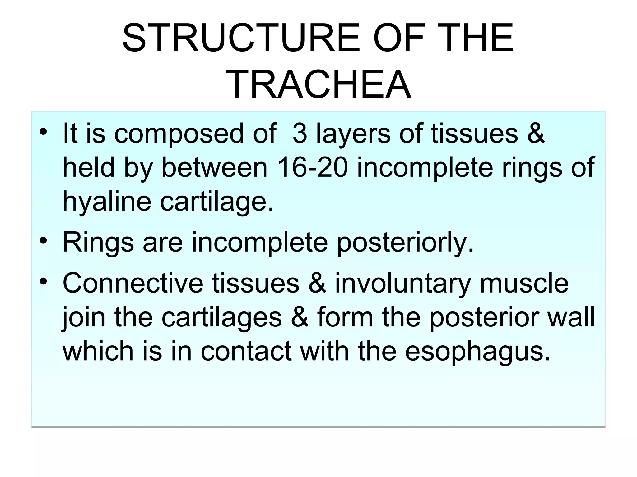 The Respiratory system | PPT