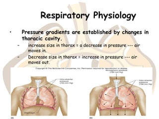 The Respiratory system | PPT | Lung and Respiratory Health | Diseases and Conditions