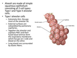 RESPIRATORY_SYSTEM 1_Physiology_16-11-2018.pdf