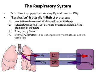 RESPIRATORY_SYSTEM 1_Physiology_16-11-2018.pdf