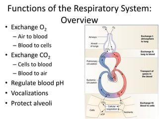 RESPIRATORY_SYSTEM 1_Physiology_16-11-2018.pdf