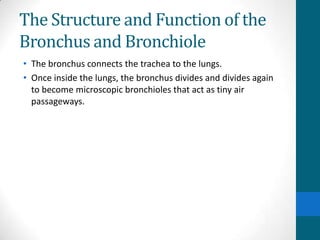 Respiratory system2 | PPT