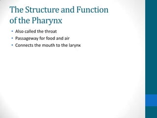 Respiratory system2 | PPT