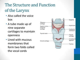 Respiratory system2 | PPT